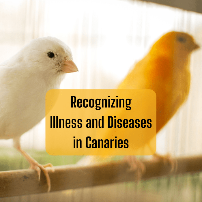 Signs and Symptoms of Disease in Canaries - PetHelpful - By fellow ...