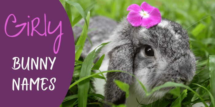 350+ Bunny Names for Your Floppy-Eared Friend - PetHelpful