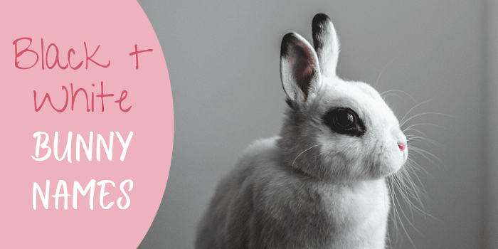 350+ Bunny Names for Your Floppy-Eared Friend - PetHelpful