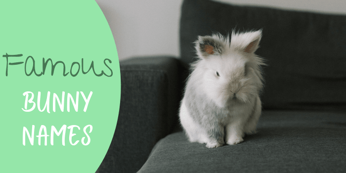 350+ Bunny Names for Your Floppy-Eared Friend - PetHelpful