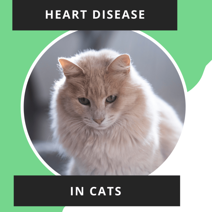 Signs and Causes of Heart Disease in Cats - HubPages