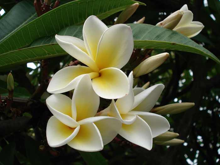 fragrantflowers,fragrtfr,erfrs(第12页)_大山谷图库