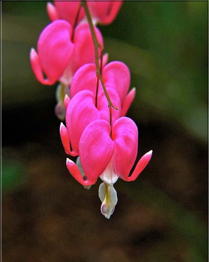 How to Start Bleeding Hearts From Root Cuttings or Seeds - HubPages