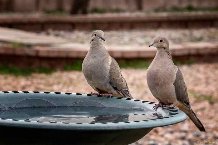 Mourning Doves and the Cooing Sound That Earned Them Their Name - HubPages