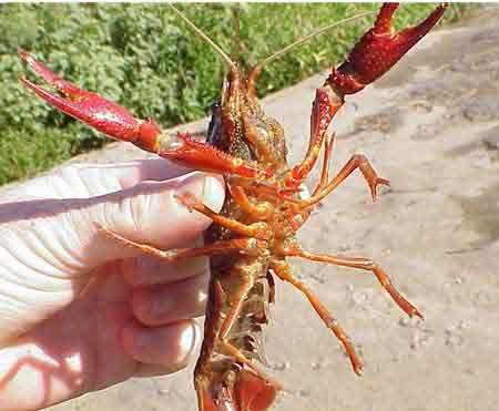How to Catch and Bait Crawfish (Aka: Crawdad or Crayfish) - HubPages