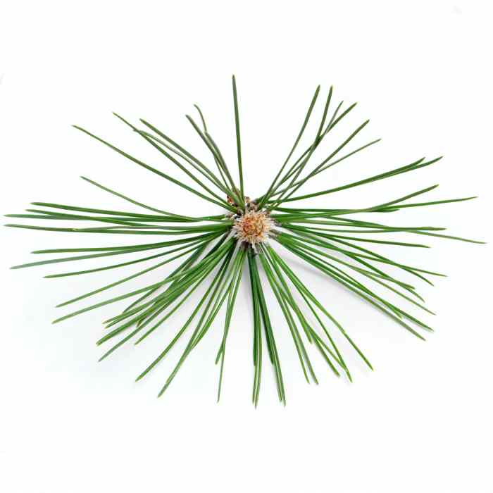 5 Most Common Pines Trees of Michigan - HubPages