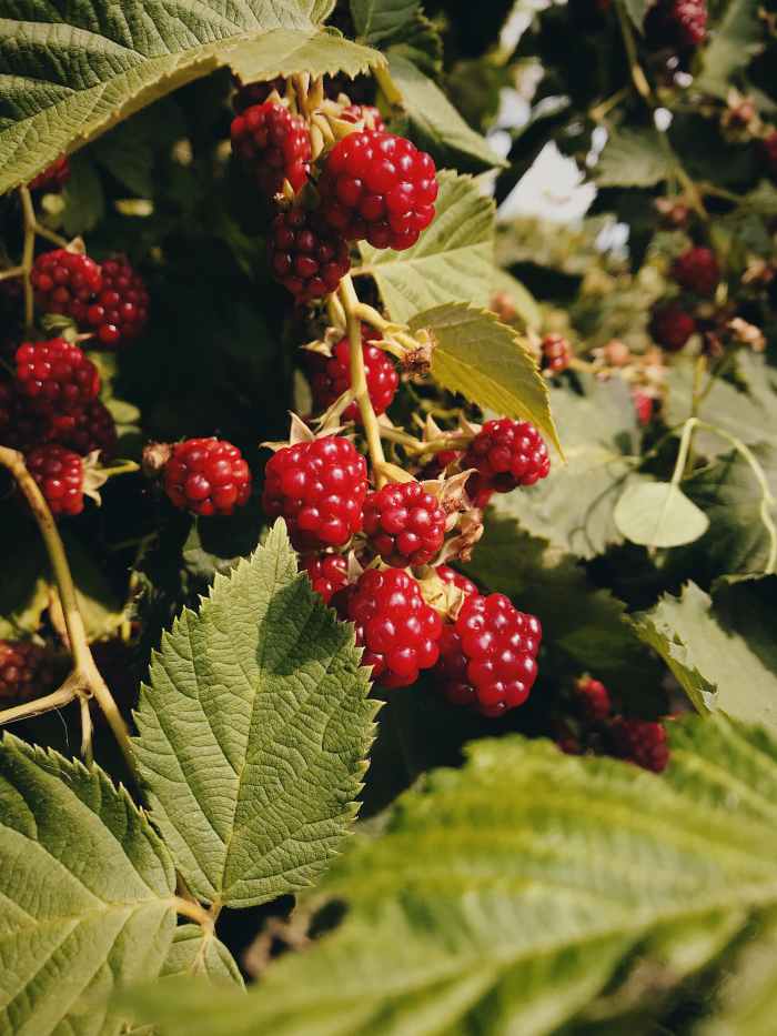 Red Raspberry Leaf Tea to Improve Fertility - RemedyGrove