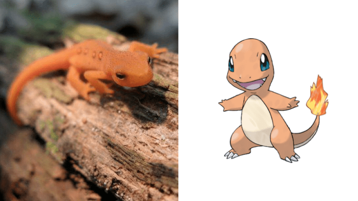 20 Real Pokémon You Can Own as Pets - HubPages