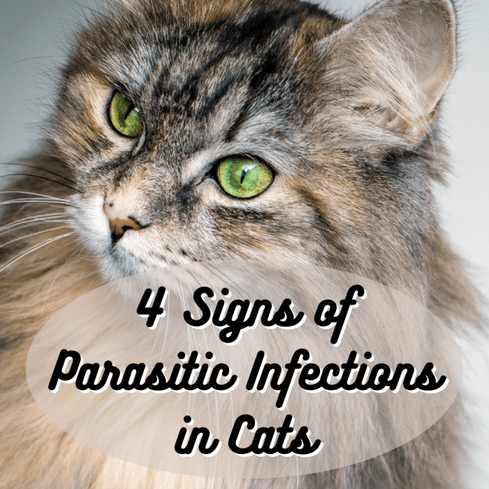 4 Signs of Parasite Infections in Cats - PetHelpful