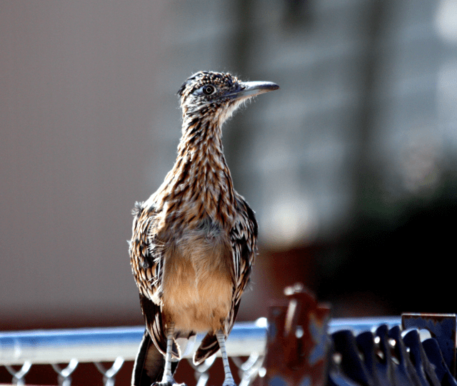 The Roadrunner Bird - Interesting Facts and Information - HubPages