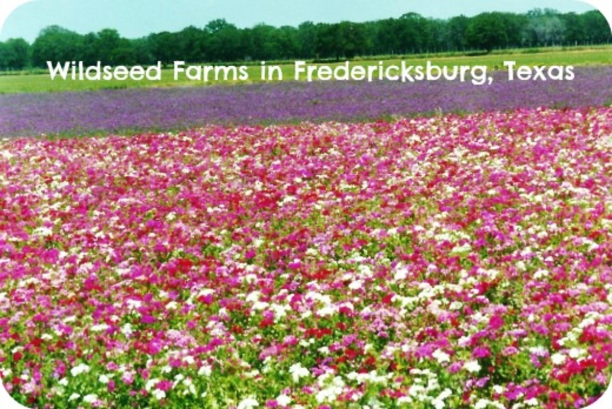 Flower Fields In Texas