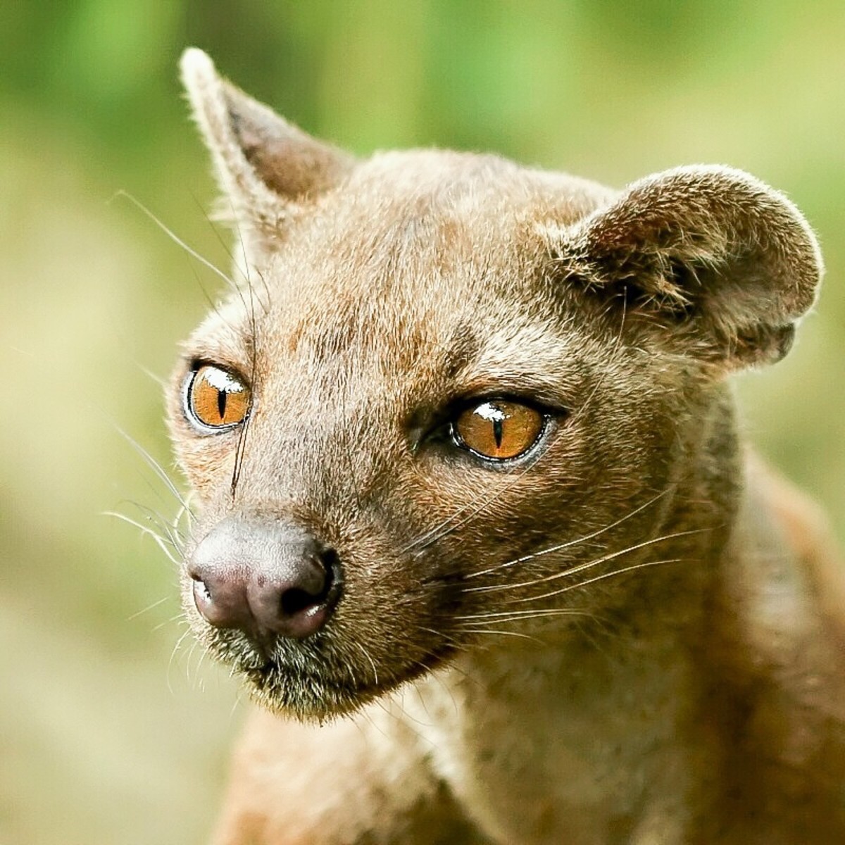 Fossa Facts: A Predator and Mongoose Relative in Madagascar - Owlcation ...