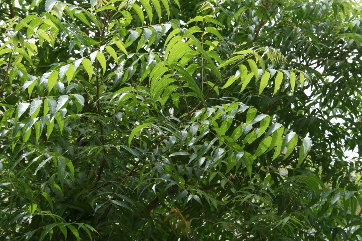 How To Use Neem Leaf As A Natural Pesticide Dengarden How To Use Neem Leaf As A Natural Pesticide Dengarden