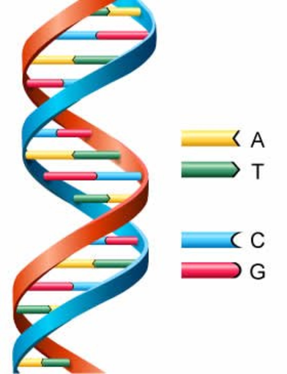 How To Explain DNA To Kids Owlcation
