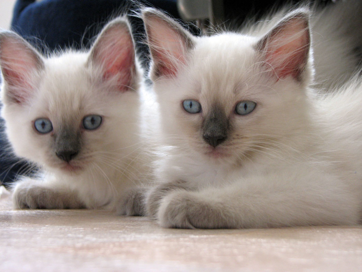 Common Questions About Cat Health Tongue Color Sneezing And More Common Questions About Cat Health Tongue Color Sneezing And More