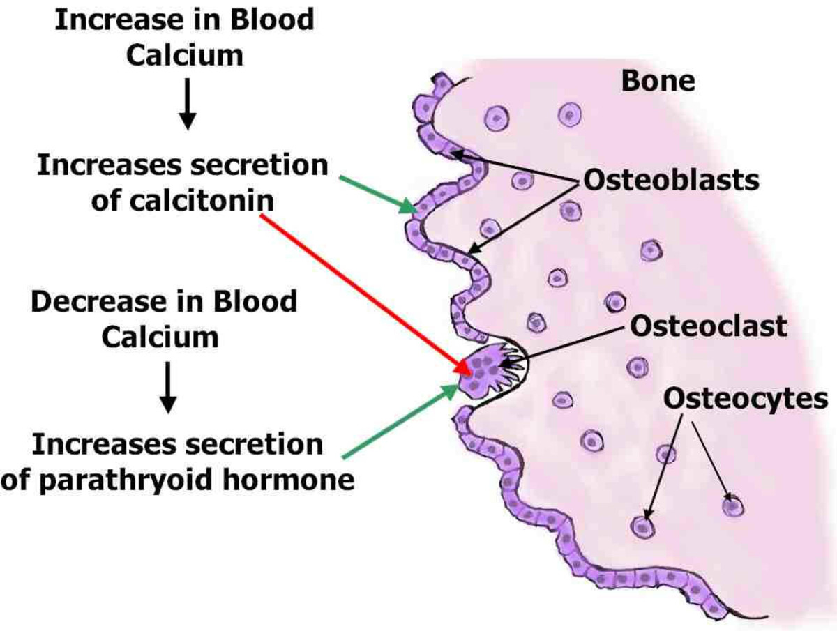 The Process Of Bone Resorption Explained Owlcation The Process Of Bone Resorption Explained Owlcation