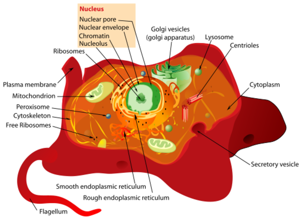 What Does Chromatin Look Like In A Plant Cell