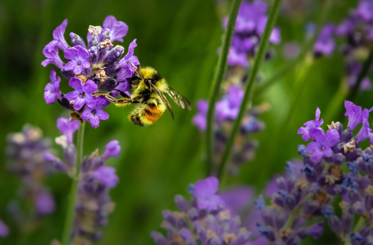 How to Avoid Bee and Wasp Stings - Dengarden