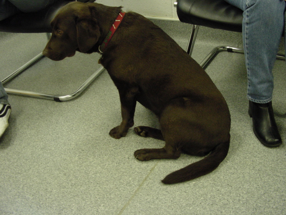 Walkin 039 Pet Splint For Dog Canine Rear Leg By Walkin Walkin 039 Pet Splint For Dog Canine Rear Leg By Walkin