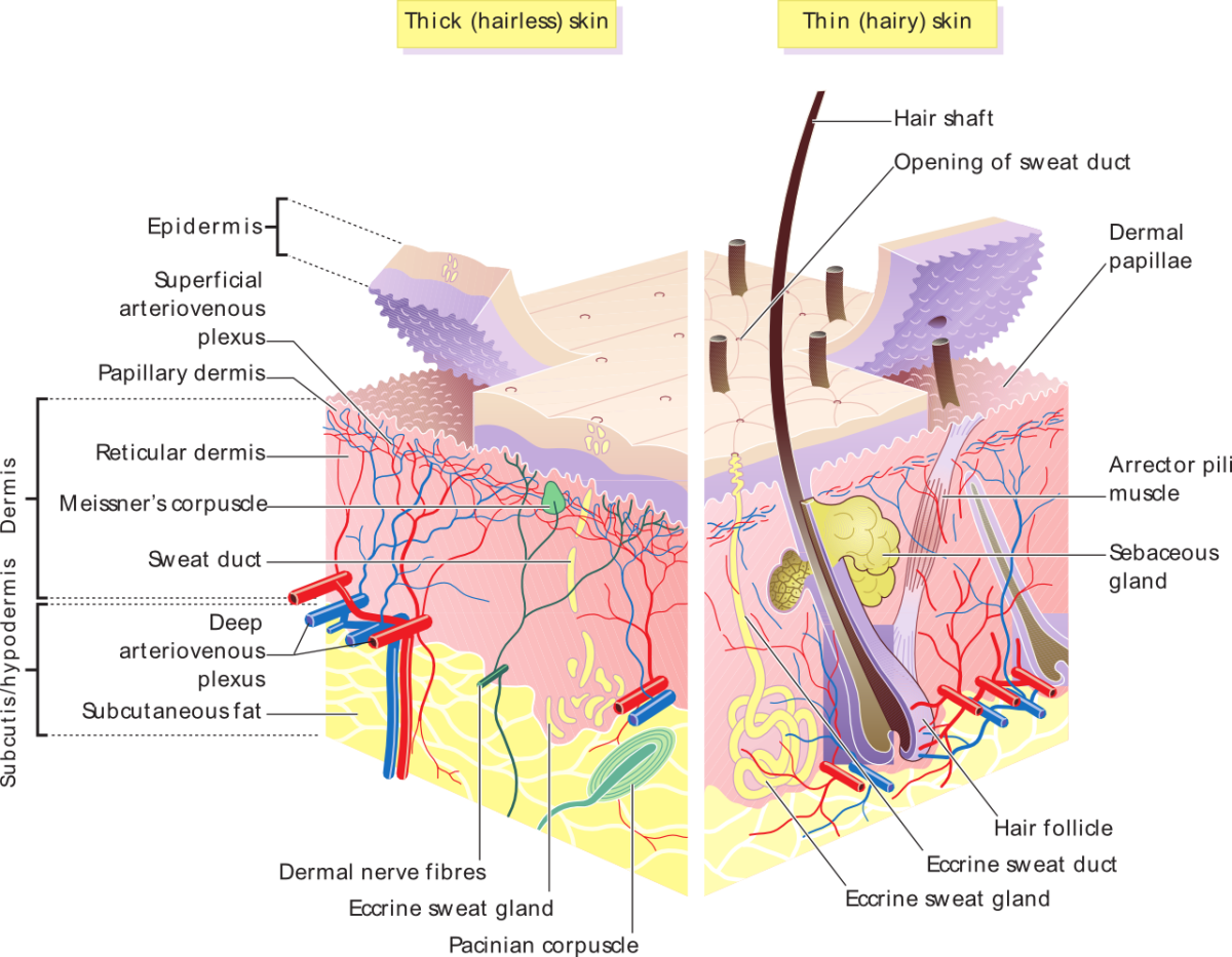 Human Skin Structure Useful Functions And Interesting Facts Owlcation