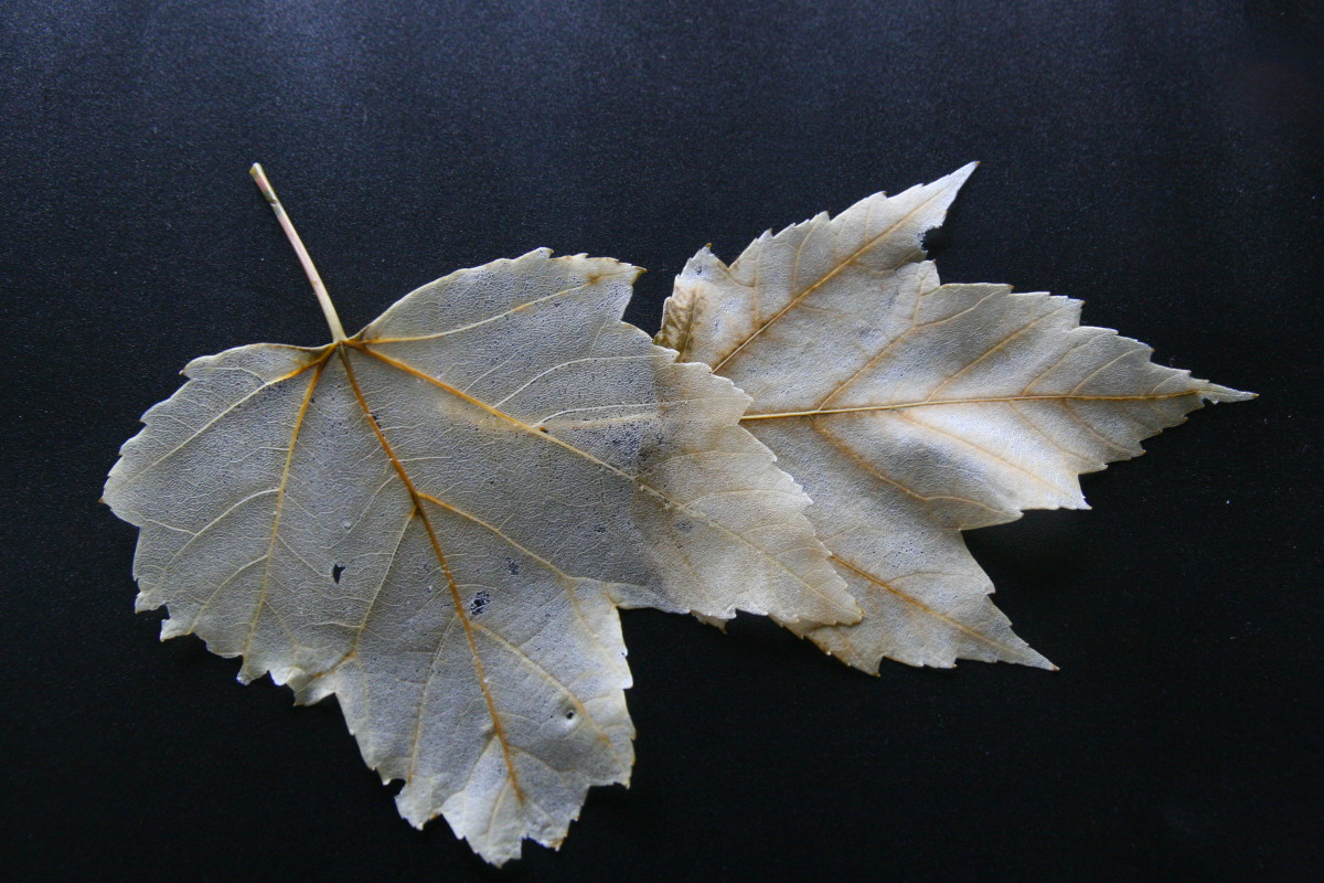 How To Make Skeleton Leaves FeltMagnet