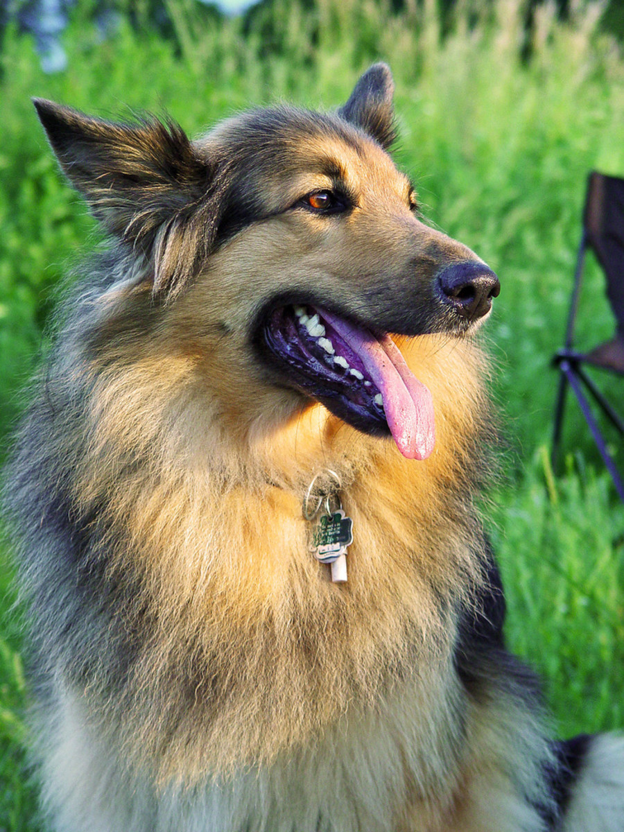 How Much Do Pet Sitters Make In A Year ToughNickel