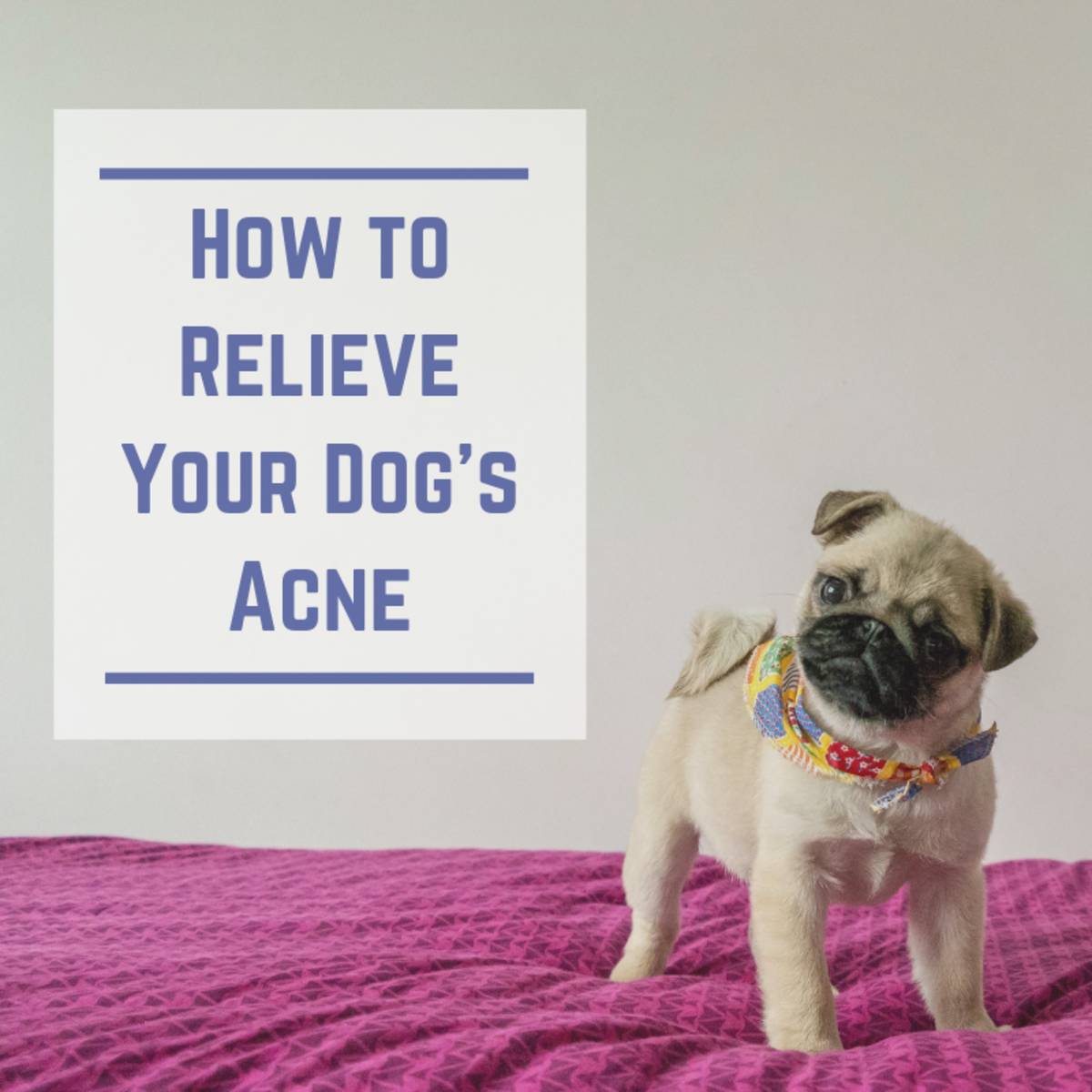 Does My Dog Have Acne Or Pimples Are There Natural Homemade Remedies Does My Dog Have Acne Or Pimples Are There Natural Homemade Remedies