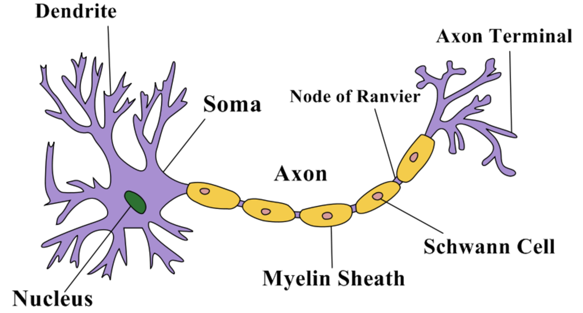 Structure Of A Neuron Owlcation Structure Of A Neuron Owlcation