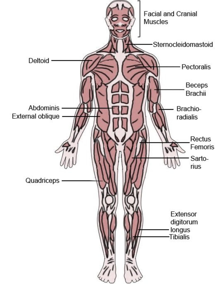 The Latin Roots Of Muscle Names Owlcation The Latin Roots Of Muscle Names Owlcation