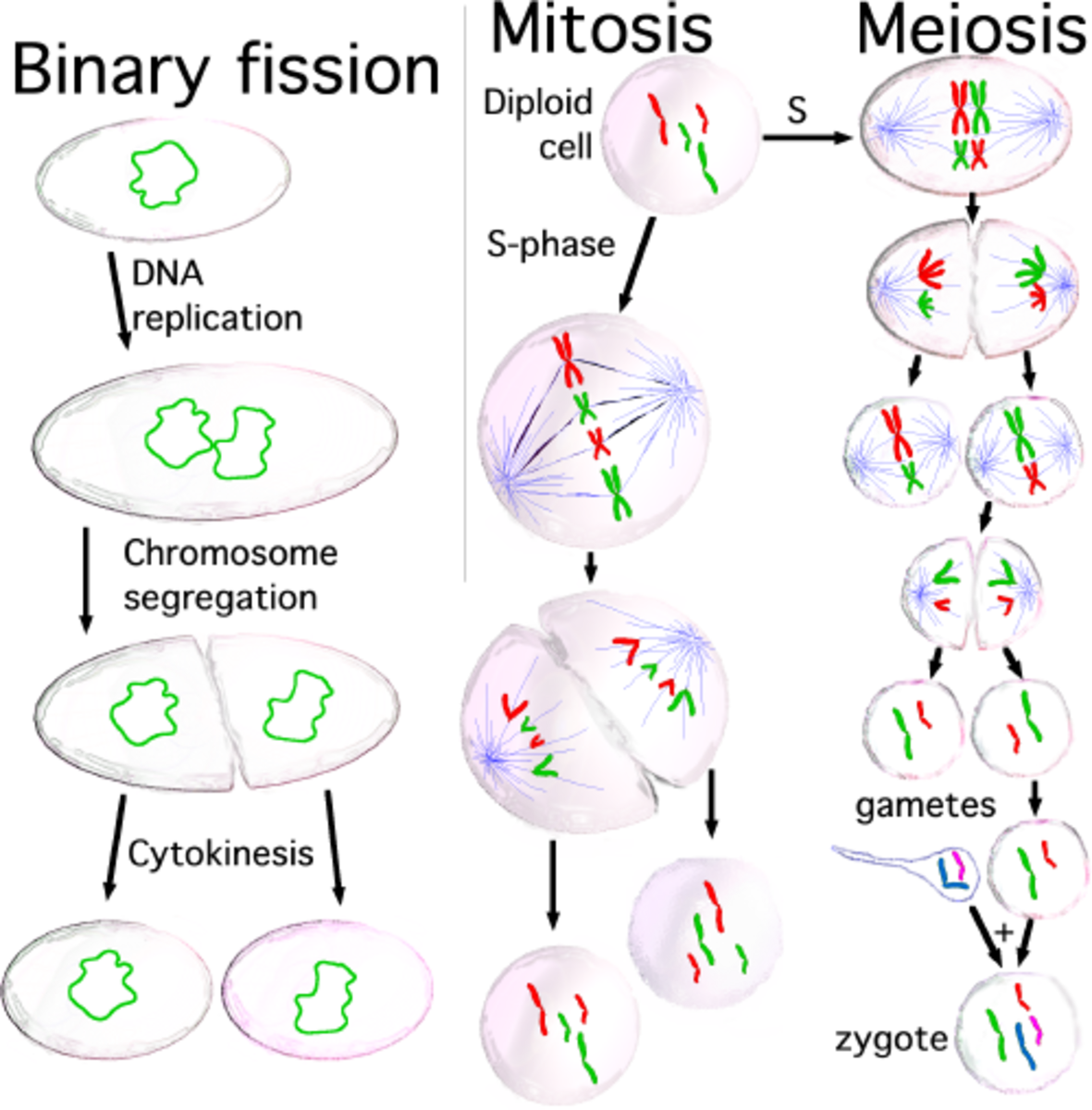 Cell Division Mitosis And Meiosis Owlcation Cell Division Mitosis And Meiosis Owlcation