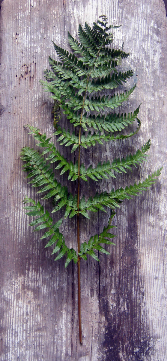 Houseplants: Easy-to-Find, Easy-Care Ferns - Dengarden