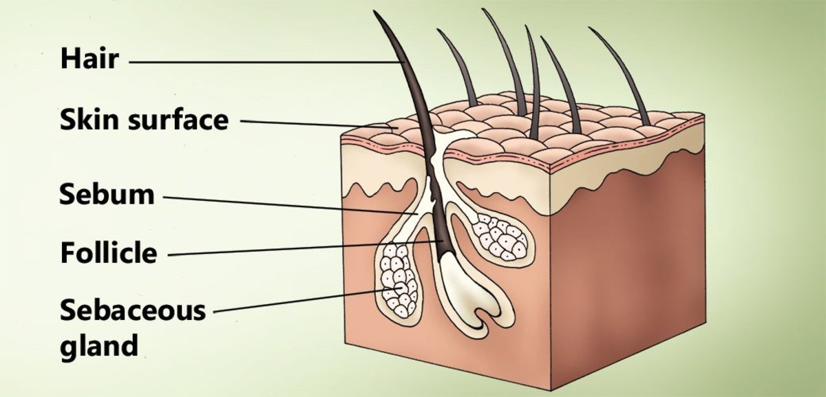 Understanding Sebaceous Cysts In Dogs What Are They And What Should Understanding Sebaceous Cysts In Dogs What Are They And What Should