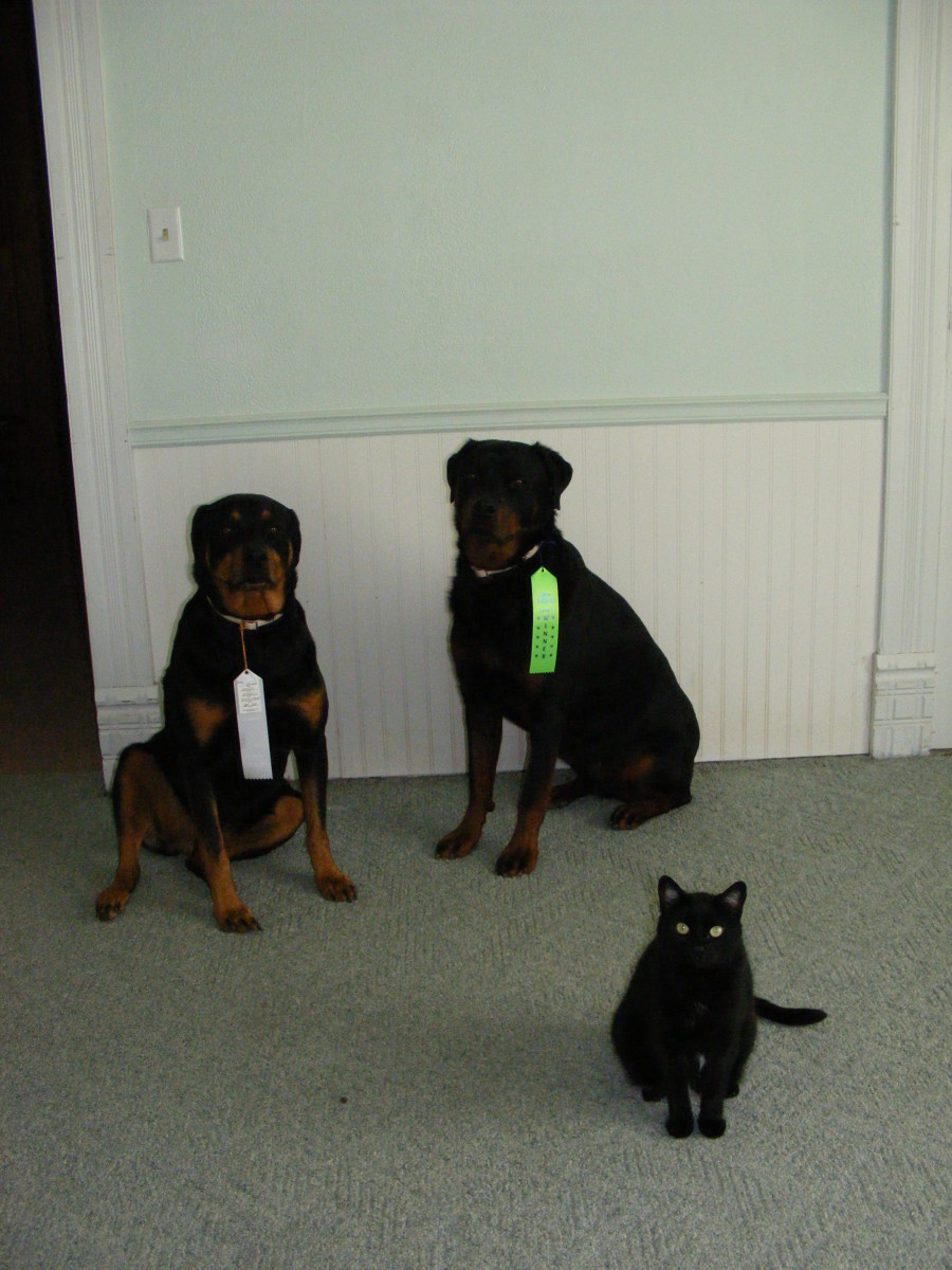 What Are Differential Reinforcement Schedules in Dog Training? - HubPages