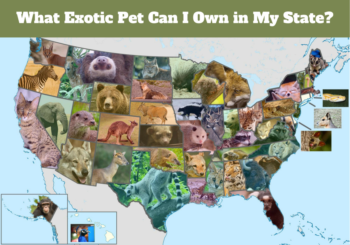 This Exotic Pet Is Legal In Your State PetHelpful This Exotic Pet Is Legal In Your State PetHelpful