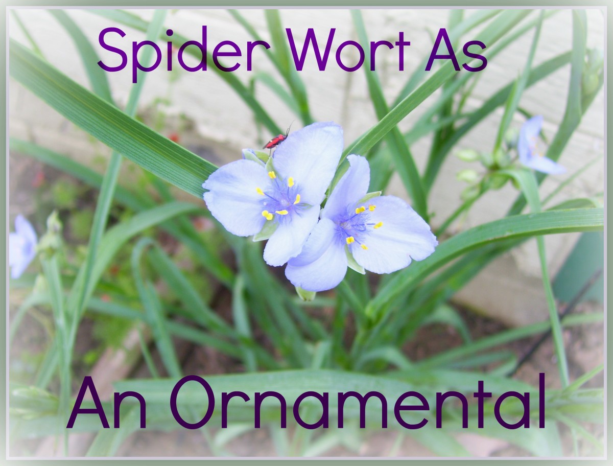 Using Common Spiderwort As An Ornamental Garden Plant Dengarden
