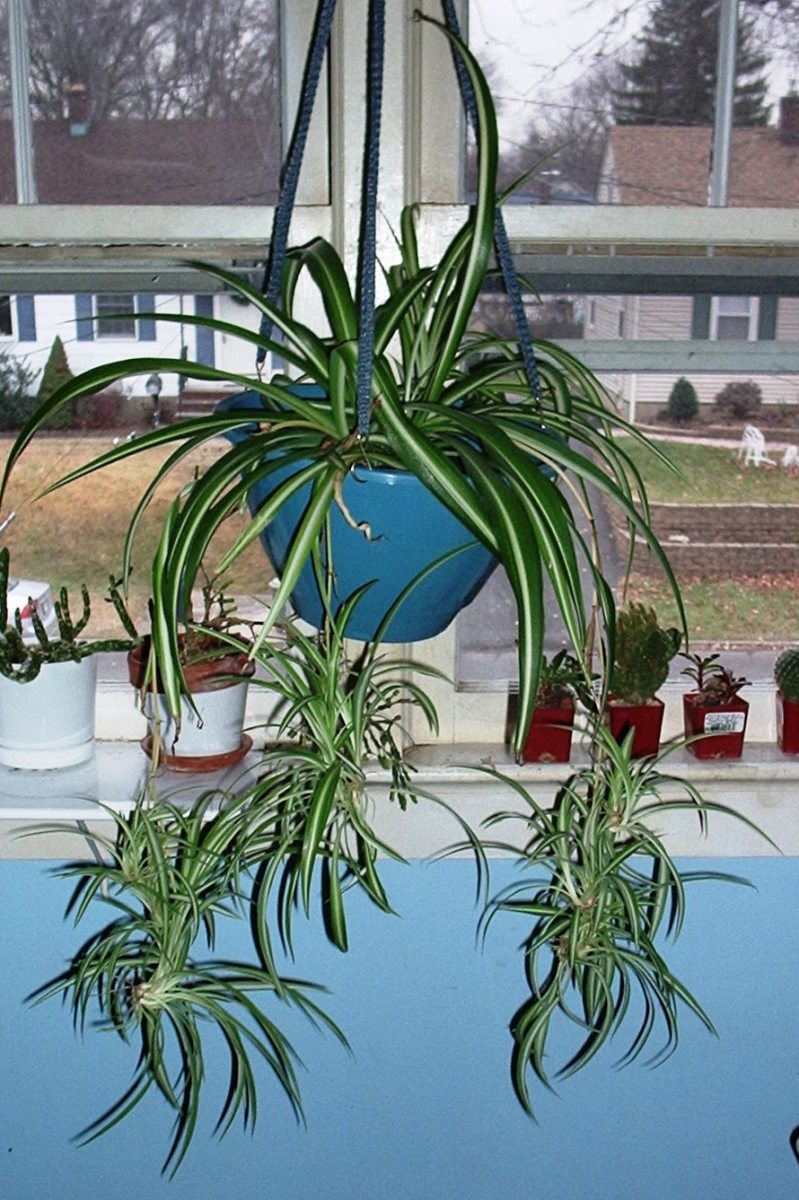 How To Grow Spider Plants Dengarden How To Grow Spider Plants Dengarden