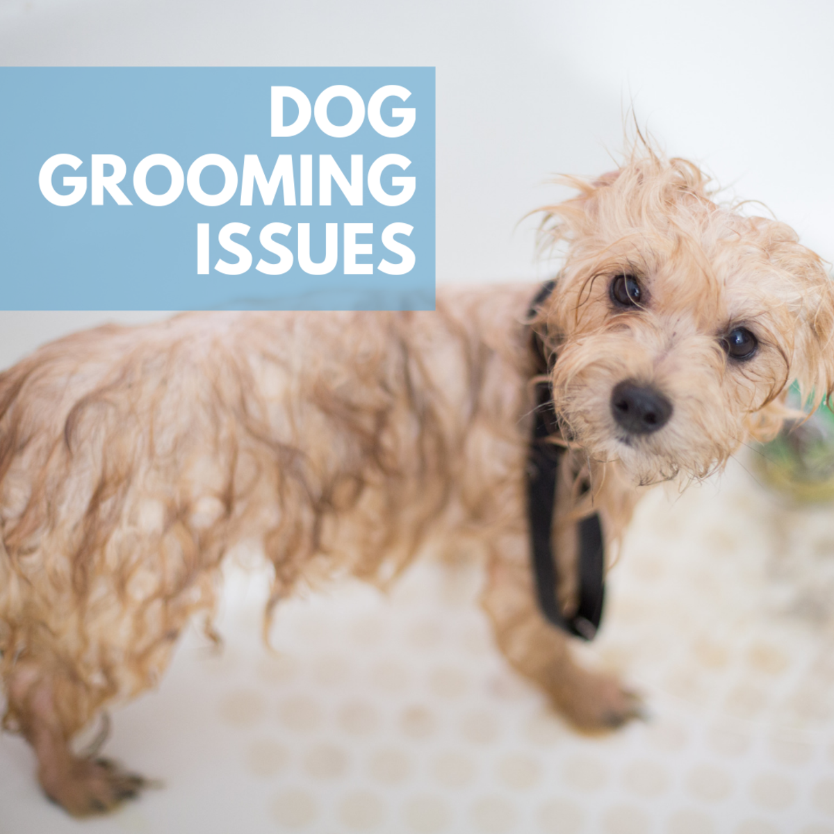 How Do You Groom A Difficult Dog
