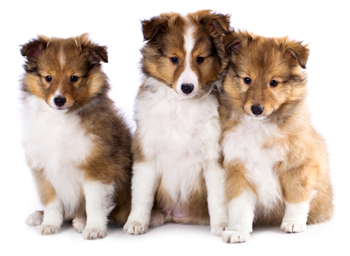 101 Boy Puppy Names And Advice On Adopting A Puppy PetHelpful 101 Boy Puppy Names And Advice On Adopting A Puppy PetHelpful