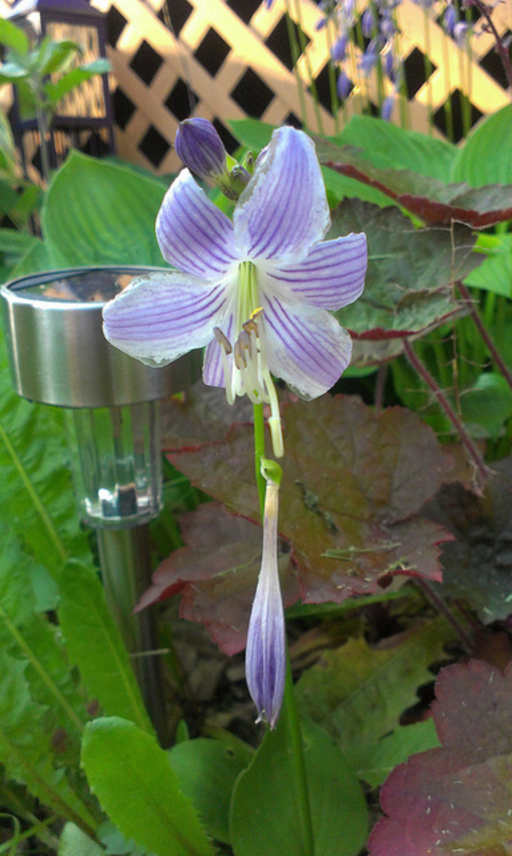 How to Care for Hostas - HubPages