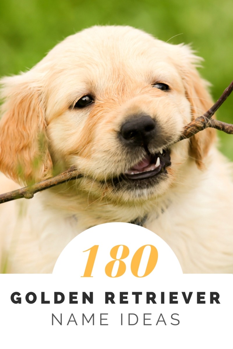 Golden Retriever Names For Boys Golden Retriever Names For Boys