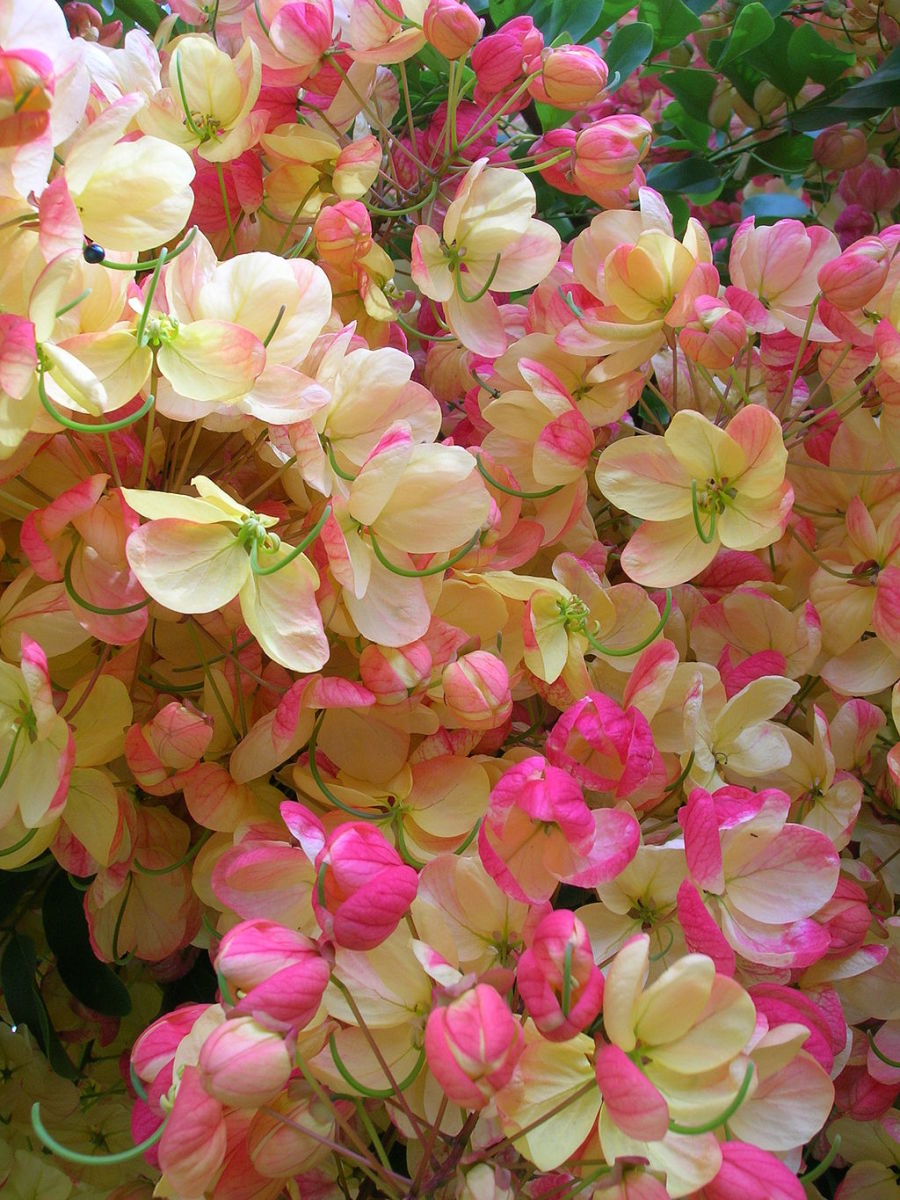 Landscaping With Pink Rainbow Shower Trees - Dengarden - Home and Garden