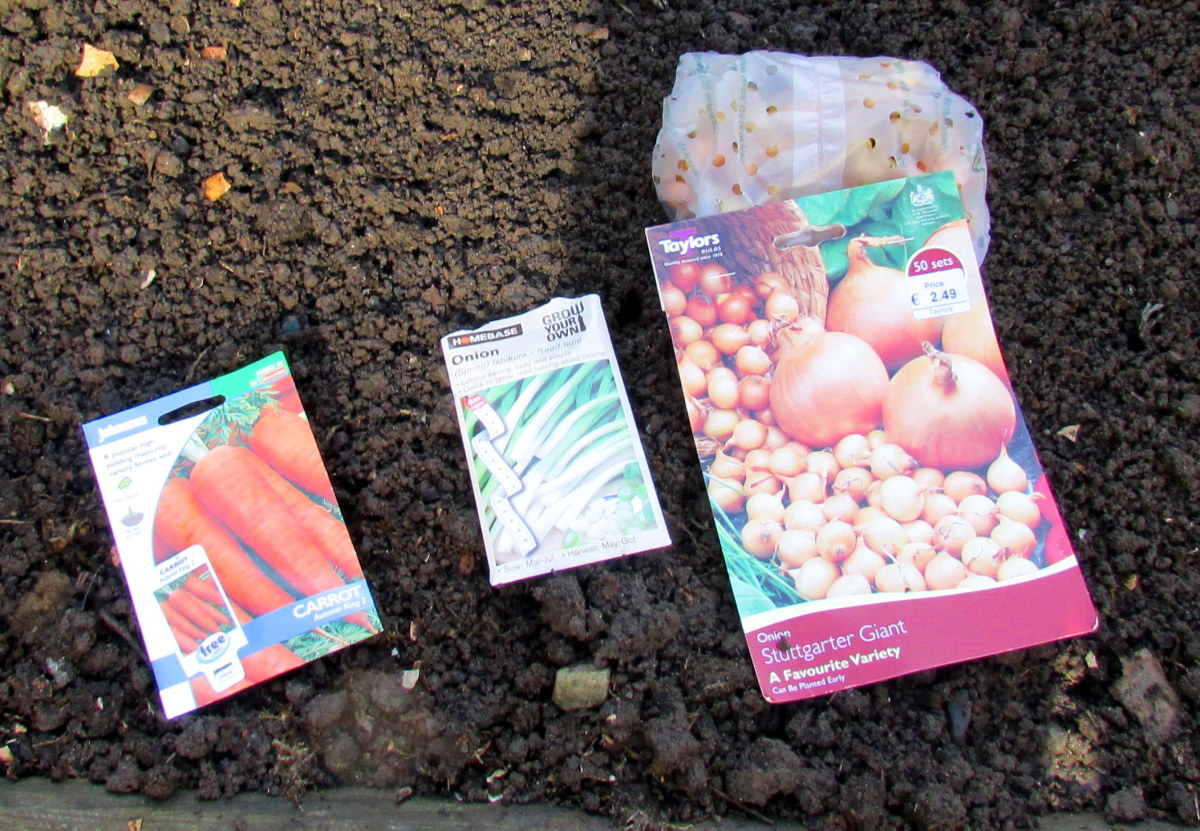 How to Sow, Plant and Grow Green Onions, Scallions Seeds in Containers ...