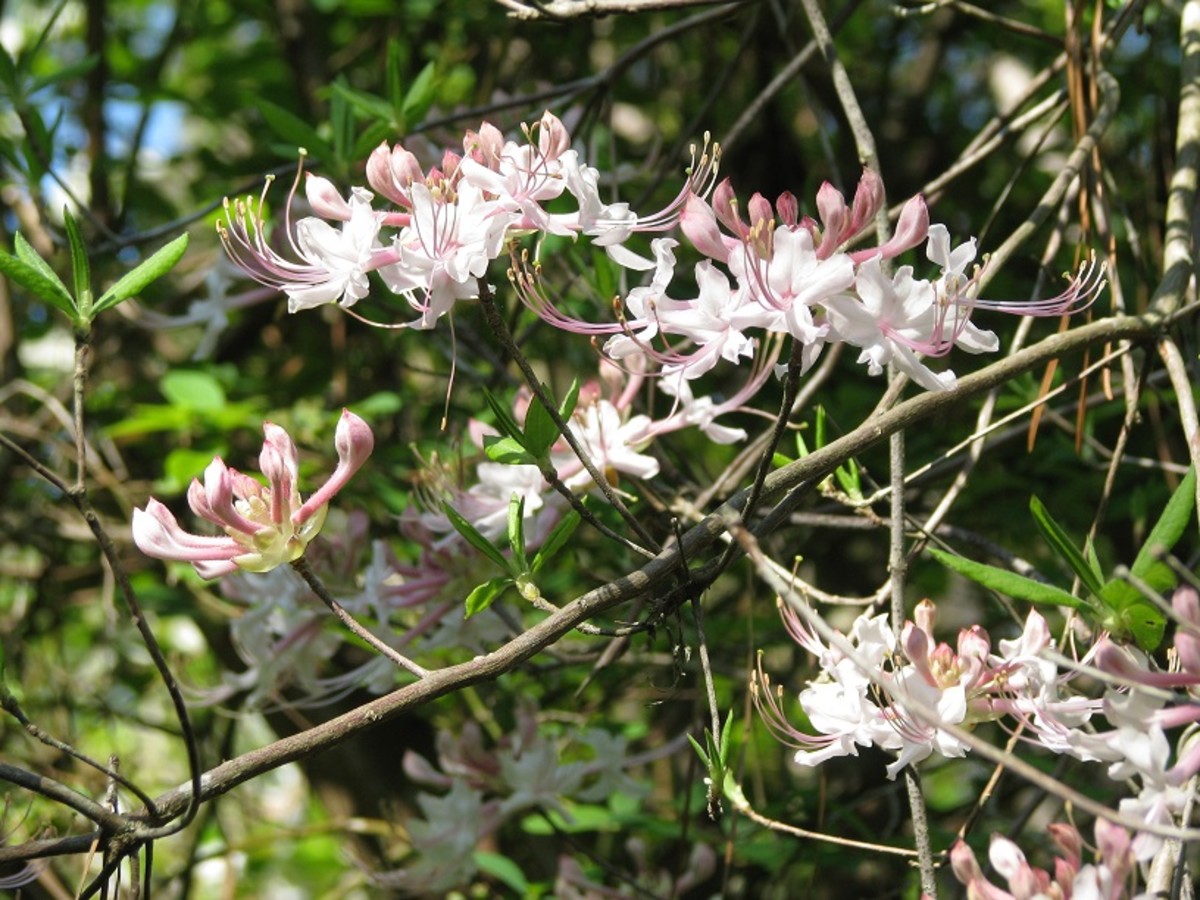 Native Azaleas of Louisiana - Dengarden