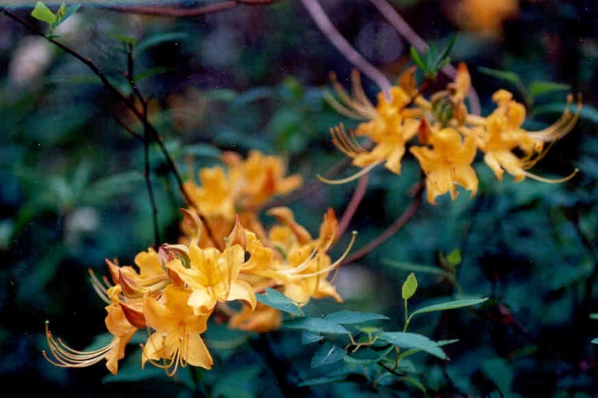 Native Azaleas of Louisiana - Dengarden