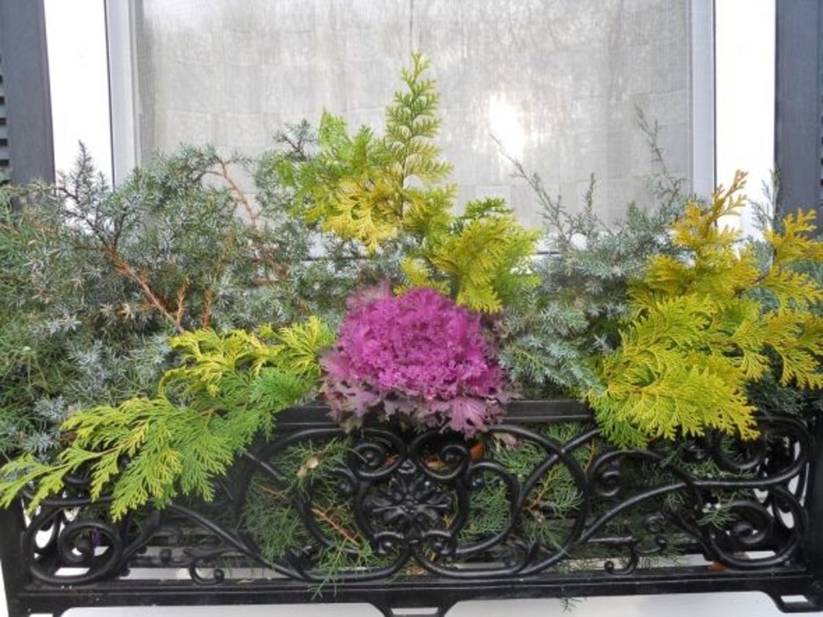 Window Box Ideas for All Seasons (With Photos) - HubPages