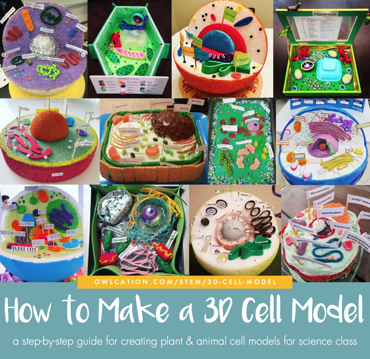 How To Create 3D Plant Cell And Animal Cell Models For Science Class How To Create 3D Plant Cell And Animal Cell Models For Science Class