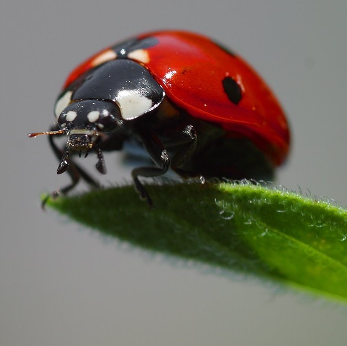 The Good Bugs in the Garden: Attracting Beneficial Insects - HubPages