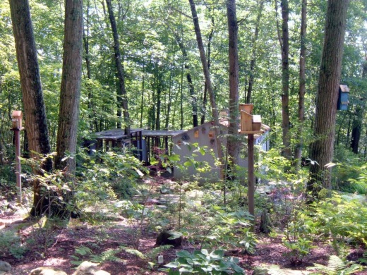 Living With Nature: How to Create a Wildlife-Friendly Garden - HubPages