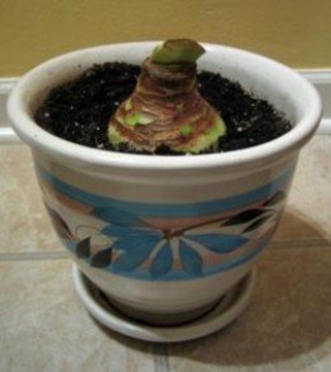 How to Grow Amaryllis From Bulbs - Dengarden