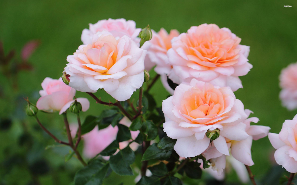 How To Plant And Care For Rose Bushes Dengarden